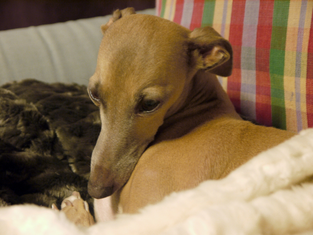 The Italian Greyhound Rescue Charity