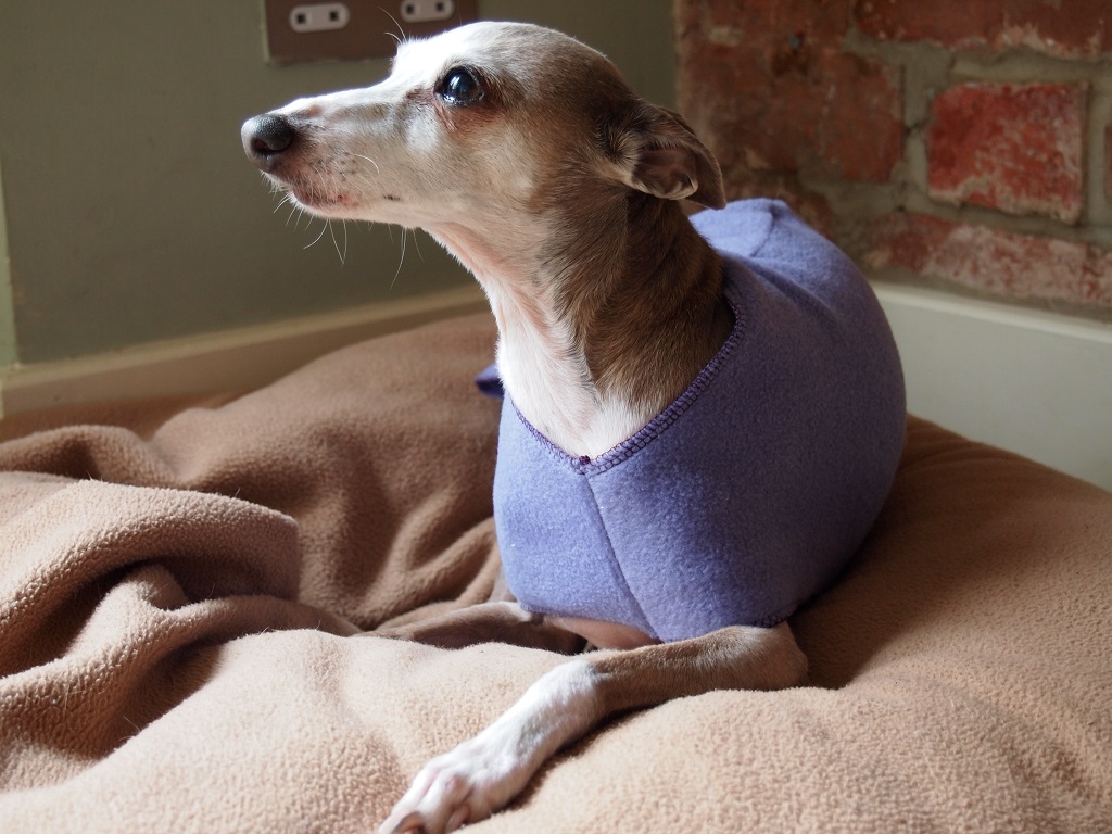 About Italian Greyhounds – The Italian Greyhound Rescue Charity