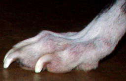 Trimming IG Nails – The Italian Greyhound Rescue Charity