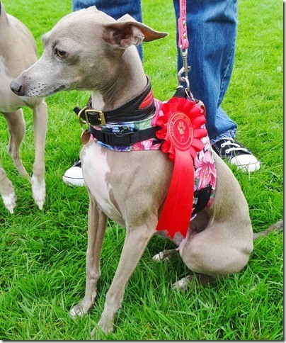 Libby sitting – The Italian Greyhound Rescue Charity