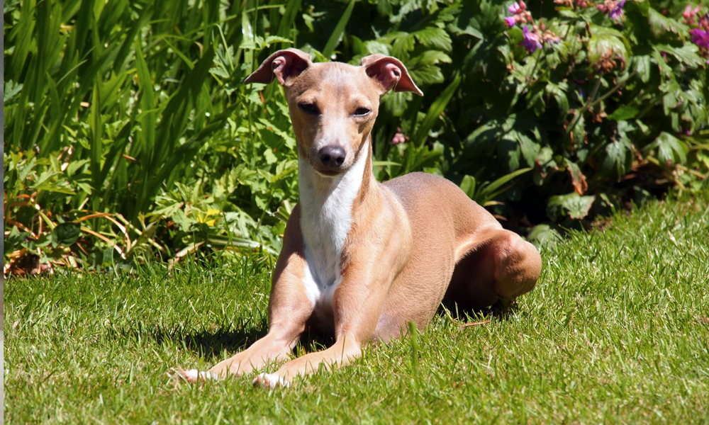 italian-greyhound-theo-chau – The Italian Greyhound Rescue Charity