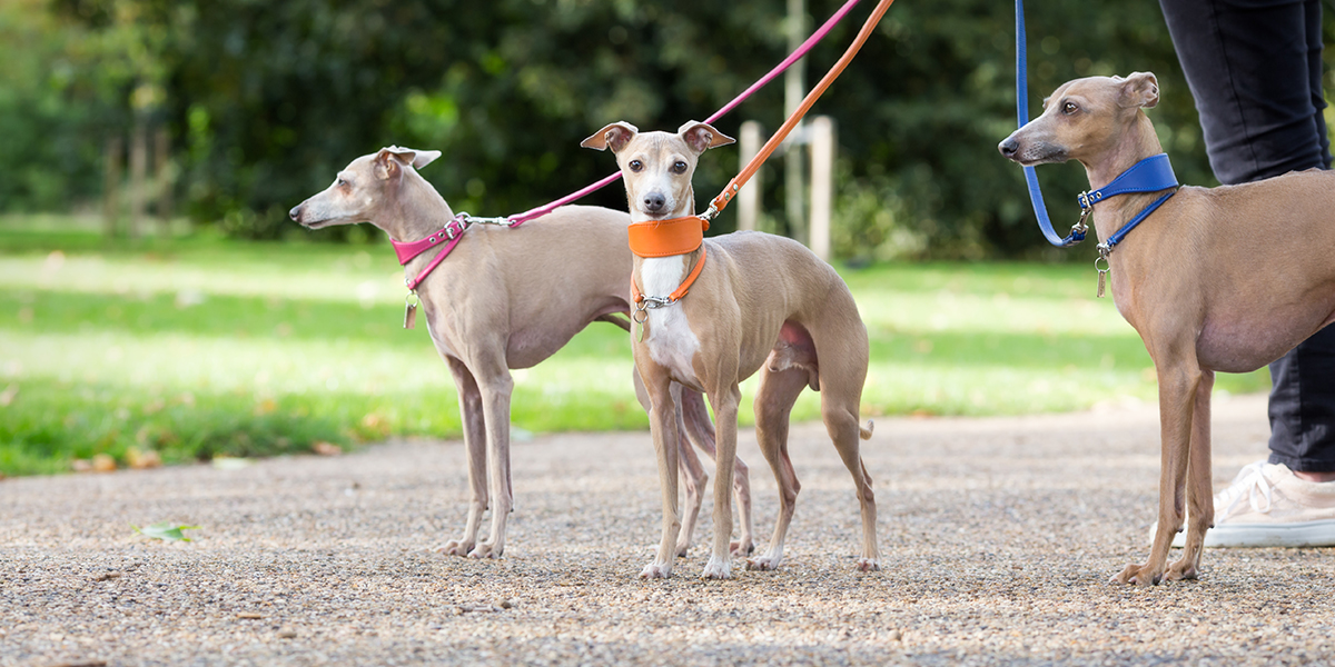 italian-greyhounds-in-the-park-chau – The Italian Greyhound Rescue Charity